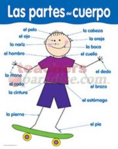 CREATIVE TEACHING PRESS Las partes del cuerpo Spanish Basic Skills ...
