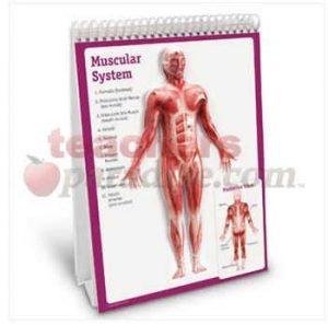 LEARNING RESOURCES The Human Body Flip Chart LER5840 - TeachersParadise