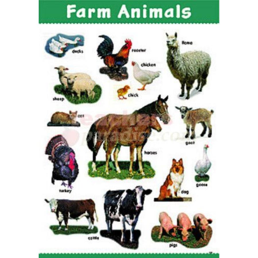 Farm Animals Chart
