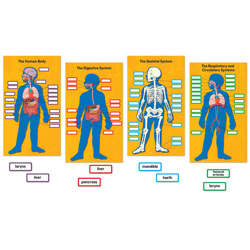 TeachersParadise - Carson Dellosa Education Human Body Bulletin Board ... TeachersParadise - Carson Dellosa Education Human Body Bulletin Board ...