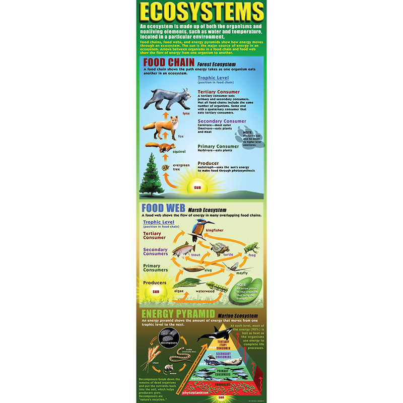 TeachersParadise - McDonald Publishing Ecosystems Colossal Poster - MC ...