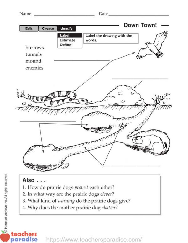 Prairie Dog Towns Activity by Harcourt Achieve Inc - TeachersParadise