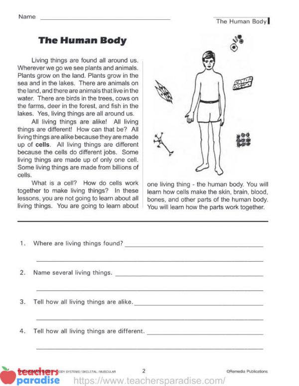 The Human Body - Skeletal And Muscular Systems by Remedia Publications ...